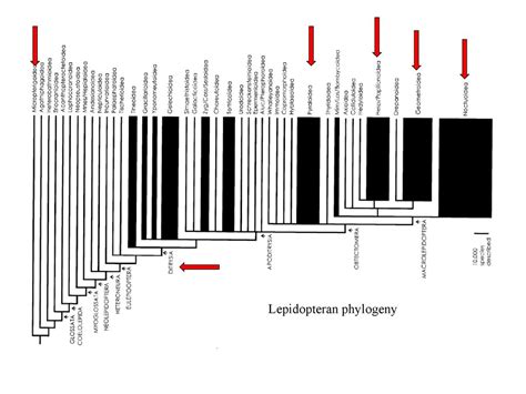 Butterflies And Moths Ppt Download