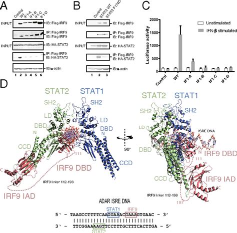 Structural Basis Of Stat2 Recognition By Irf9 Reveals Molecular Insights Into Isgf3 Function Pnas