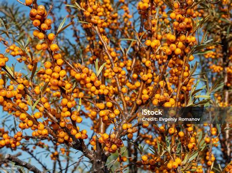 알타이 산맥 가을에 바다 갈매 나무 나무 스트호른 농장 잘 익은 바다 갈매 나무 속 열매 0명에 대한 스톡 사진 및 기타 이미지 Istock