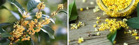 Gui Hua Gui Hua Flower And Gui Hua Oolong Tea For Sale Native Chinese