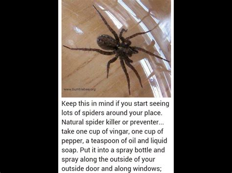 A Safe Way To Get Rid Of Spiders Essential Oil Blends Peppermint Essential Oil Get Rid Of