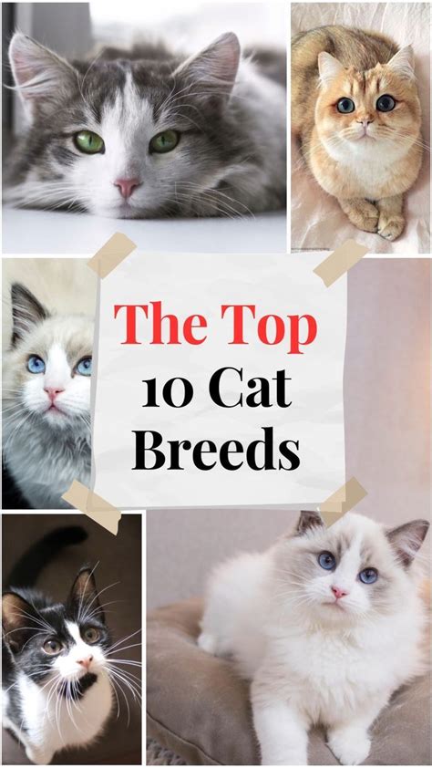 The Top 10 Cat Breeds Artofit