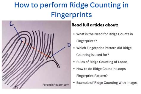 Loop Fingerprint Pattern 5 Rules And 4 Types With Images