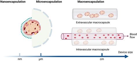 Schematic Diagram Of Encapsulation Devices At Different Scales