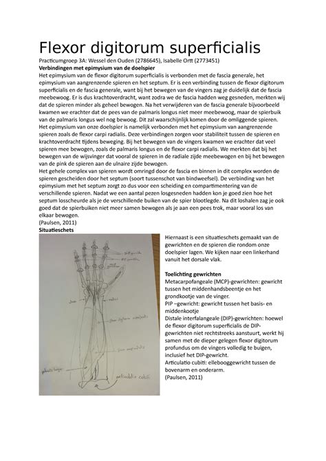 Practicumverslag Iii Flexor Digitorum Superficialis Flexor Digitorum Superficialis