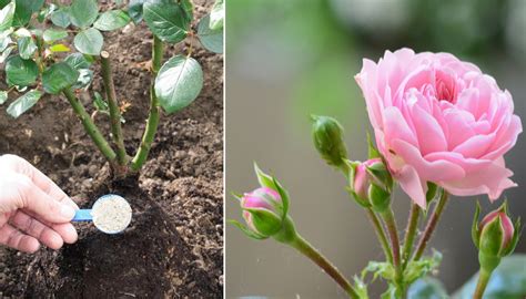 Чим потрібно підживити троянди в травні щоб пишно квітнули усе літо Беріть на замітку