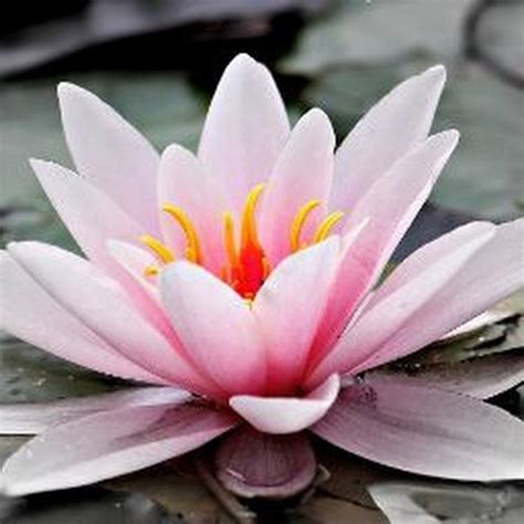 Dawn Klingerman Youtube