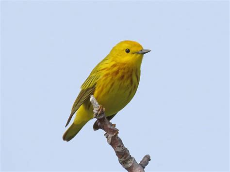 Yellow Warbler Flying