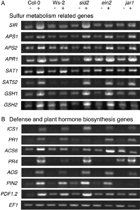 Semiquantitative Rt Pcr Confirms The Gene Expression Pat Terns Download Scientific Diagram