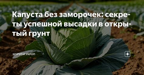 Капуста без заморочек секреты успешной высадки в открытый грунт Шуруп и Укроп Дзен