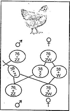 Explain The Chromosomal Sex Determination Mechanisms Owlgen