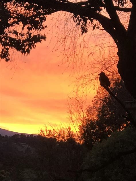 This Was Just Too Good To Let It Go By It Was In My Front Yard This Morning Christo Beukes