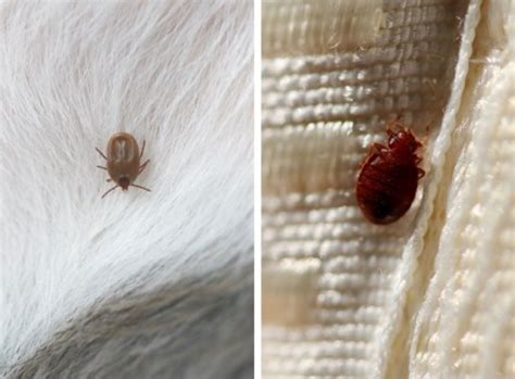 Tick Vs Bed Bug How To Tell The Difference Between These Two Notorious