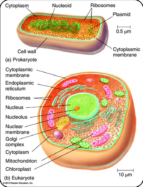 Structure Of A Bacteria What Are Bacteria Live Science