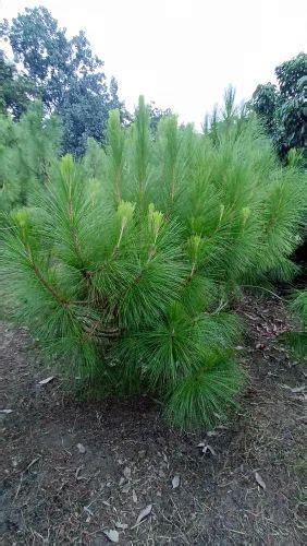 Clay Green Cheed Tree At Rs 250 Piece In Corbett Id 2851860525291