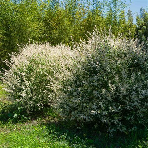 Tri Color Dappled Willow Bush The Sill