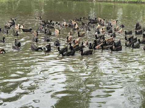 Guiltless Getaways How To Make Vermicast Simple Vermicomposting Tips Itik Pinas Housing And