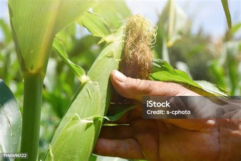 밭에서 옥수수를 들고 수확하고 손으로 옥수수를 따는 농부 개체 그룹에 대한 스톡 사진 및 기타 이미지 개체 그룹 건강한 식생활 경작지 Istock