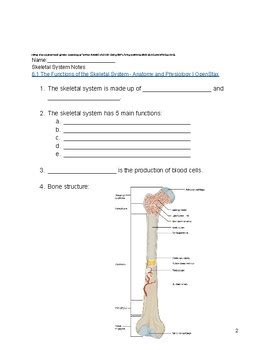 Skeletal System Notes OpenStax By WhittyClasses TPT