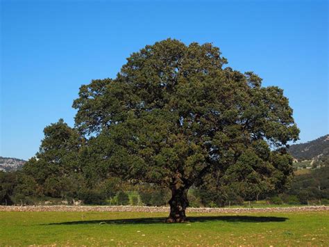 The Camphor Tree Guide To Growing And Care Mk Library