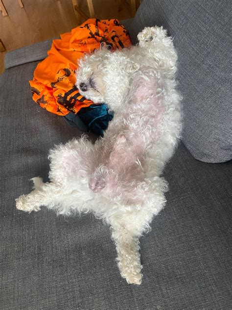 Создать мем собака бишон фризе пудель той пудель Картинки Meme