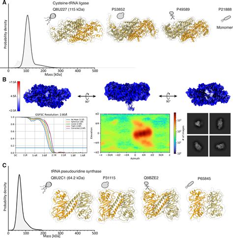 An Atlas Of Protein Homo Oligomerization Across Domains Of Life Cell