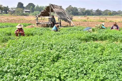 တပ်ကုန်းမြို့နယ်အတွင်းရှိ နံနံပင်သီးနှံစိုက်တောင်သူများ နံနံဈေးကွက်ကျဆင်းသဖြင့် အမြတ်ငွေ အရင