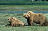 Wikipediauserboxesbears Wikipedia