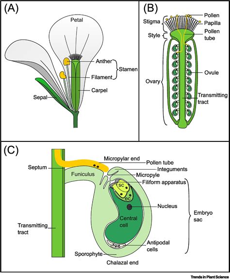 Signalling Between The Sexes During Pollen Tube Reception Trends In Plant Science Signalling Between The Sexes During Pollen Tube Reception Trends In Plant Science