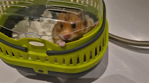 Samina Hamsterhilfe Österreich