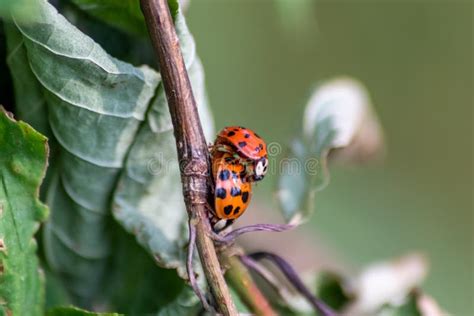 Pair Of Ladybugs Having Sex On A Leaf As Couple In Close Up To Create