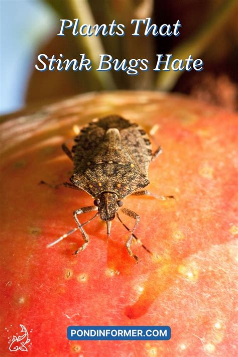What Plants Do Stink Bugs Hate At Makayla Biehl Blog