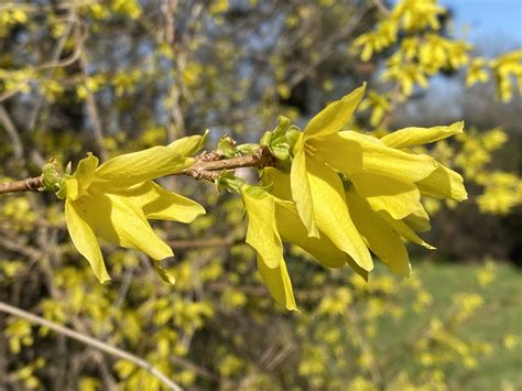 무료 이미지 노랑 부시 봄 꽃잎 분기 작은 가지 하늘 나무 우디 식물 개나리 자연 경관 꽃 피는 식물 낙엽 바퀴 초본 식물 경치 온화한 넓은