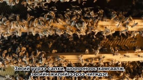Зөгийн Жилийн Усан Ханд Прополис Youtube