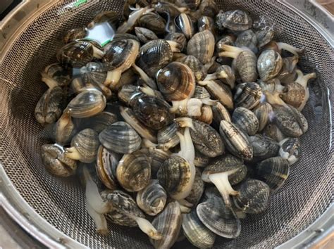 [레시피 조개해감하는법]직접 잡아온 갯벌조개 해감하는 방법 조개 깨끗하게 해감하기 조개해감방법 조개해감 얼마나 해야되나요 갯벌조개해감 갯벌 바지락해감 네이버 블로그