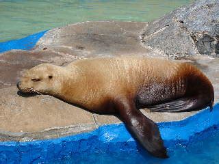 トド 動物図鑑 動物写真のホームページ