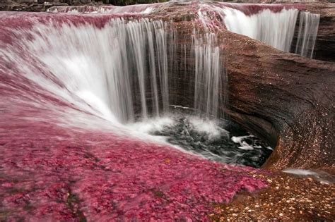 Caño Cristales Ha Recibido Más De 5000 Turistas En El 2022 Periódico