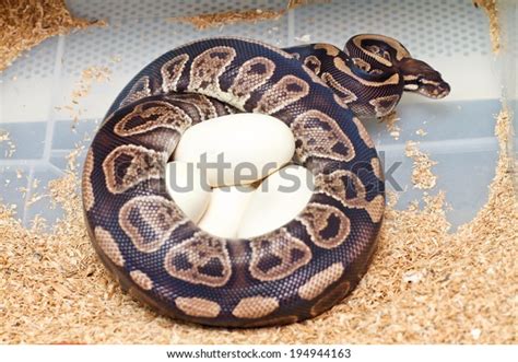 Python Female Incubates Her Eggs Python Stock Photo Edit Now
