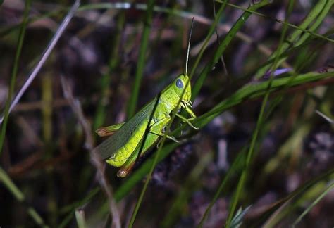 Free Picture Nature Wildlife Animal Insect Leaf Grasshopper