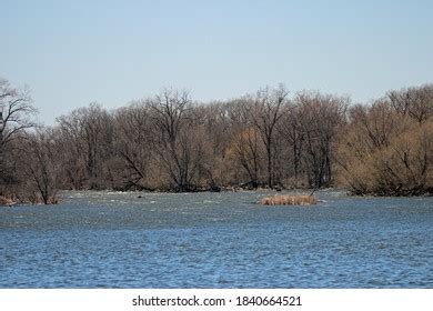 Bare Trees Along River Stock Photo Shutterstock