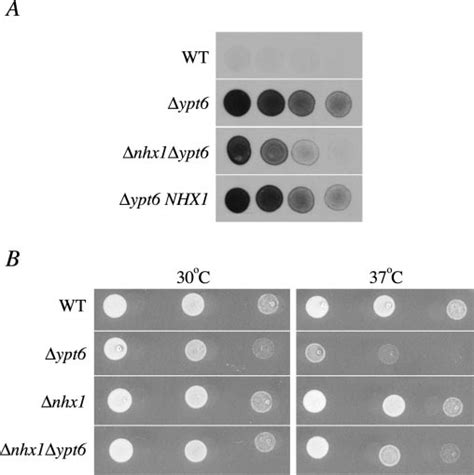 Functional Interaction Between Nhx1 And Ypt6 A Secretion Of Cpy From
