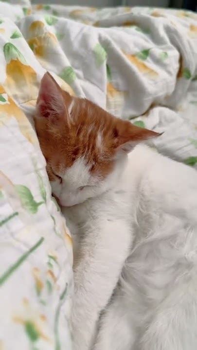 如果我不说，你能相信它之前是一只流浪猫么 我和流浪猫的故事 偷拍睡觉的猫 它真的好像个小宝宝 Youtube