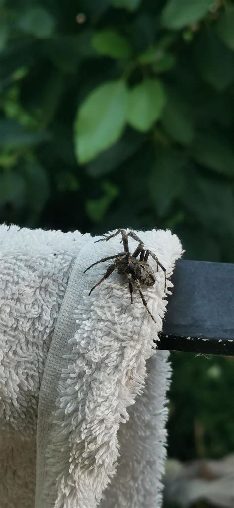 Spider Identification Rsydney