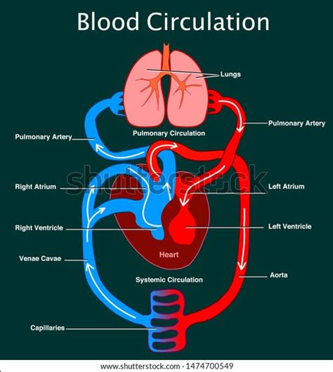 Human Circulatory System Diagram Labeled Basic