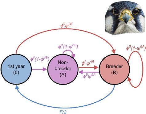 A Diagram Of The Stage Structured Life Cycle Model Used To Develop An Download Scientific