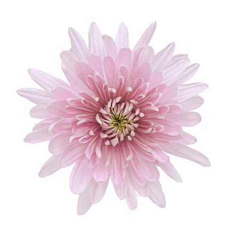 Candy Floss Disbud Esmeralda Farms Wholesale Flowers