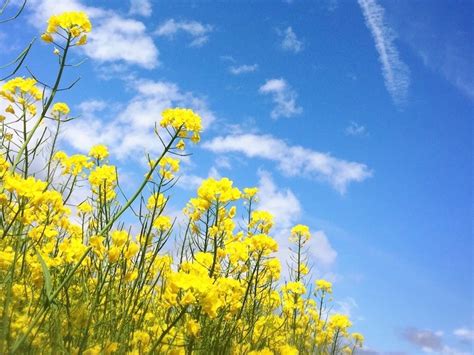 菜の花 ナノハナ の花言葉は意味や由来誕生花の日付がいつなのか見頃の季節まとめ記念日のしおり