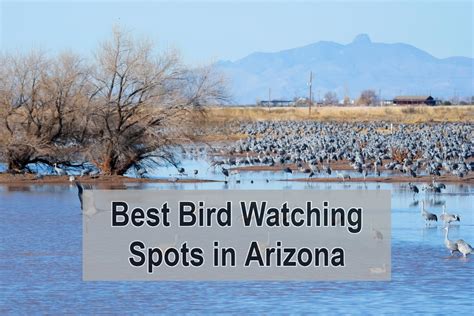 My 14 Best Bird Watching Spots In Arizona You Should Try Just Watching Birds