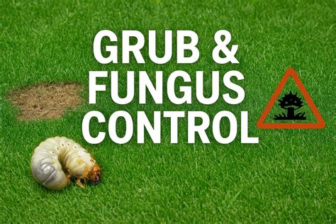 Protect Your Lawn This Summer With Grub And Fungus Control