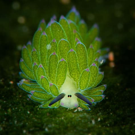 World Wildlife Fund Wwfts Catalog